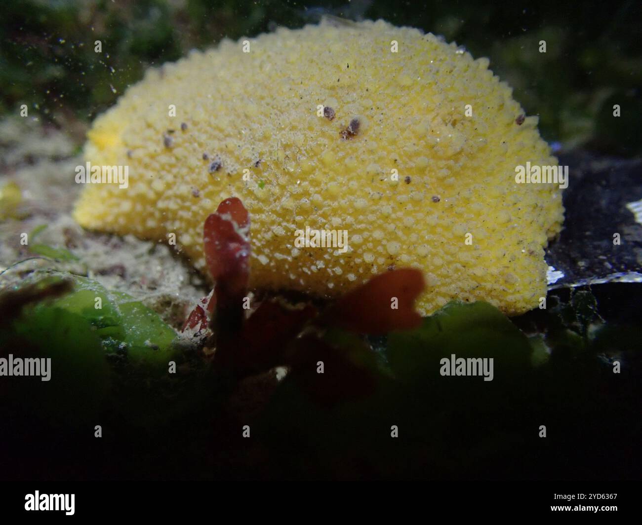 Doris montereyensis hi-res stock photography and images - Alamy