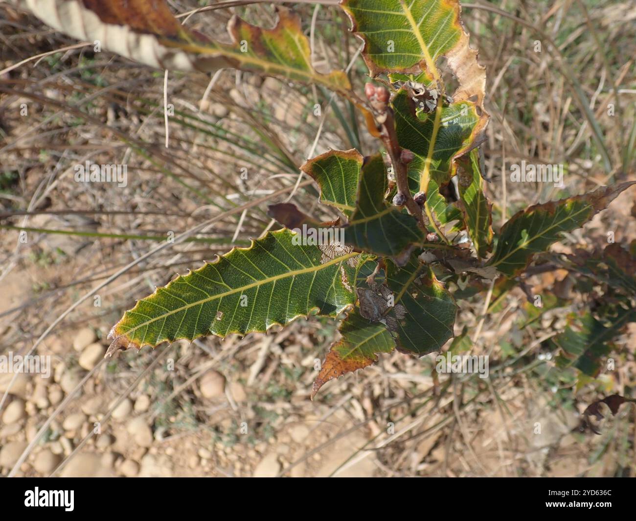 Chinese cork oak (Quercus variabilis Stock Photo - Alamy