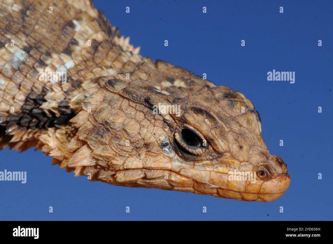 Karoo Girdled Lizard (Karusasaurus polyzonus Stock Photo - Alamy
