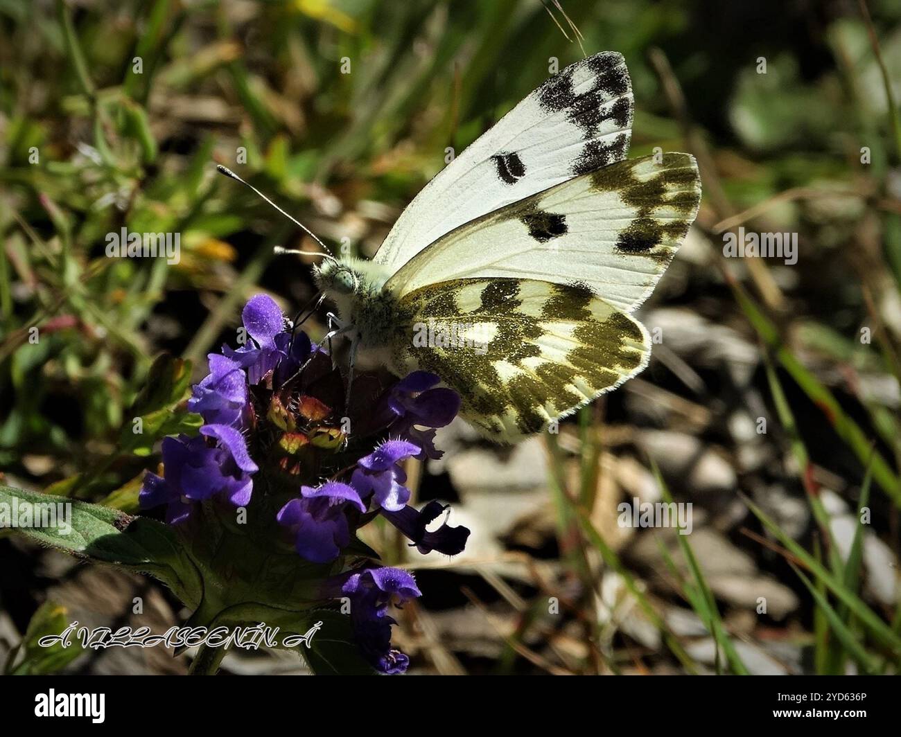 Bath White (Pontia daplidice Stock Photo - Alamy
