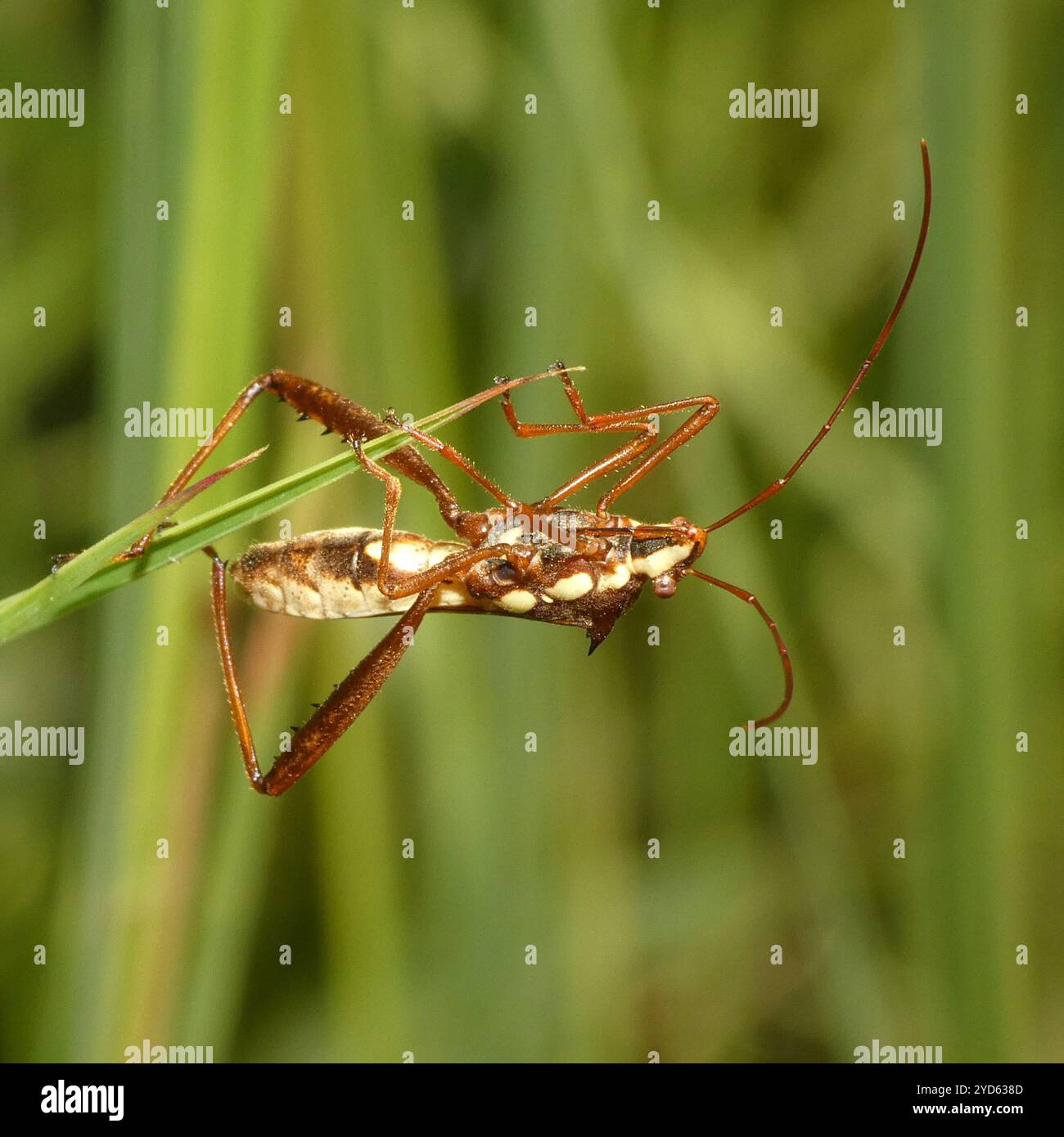 Riptortus hi-res stock photography and images - Alamy
