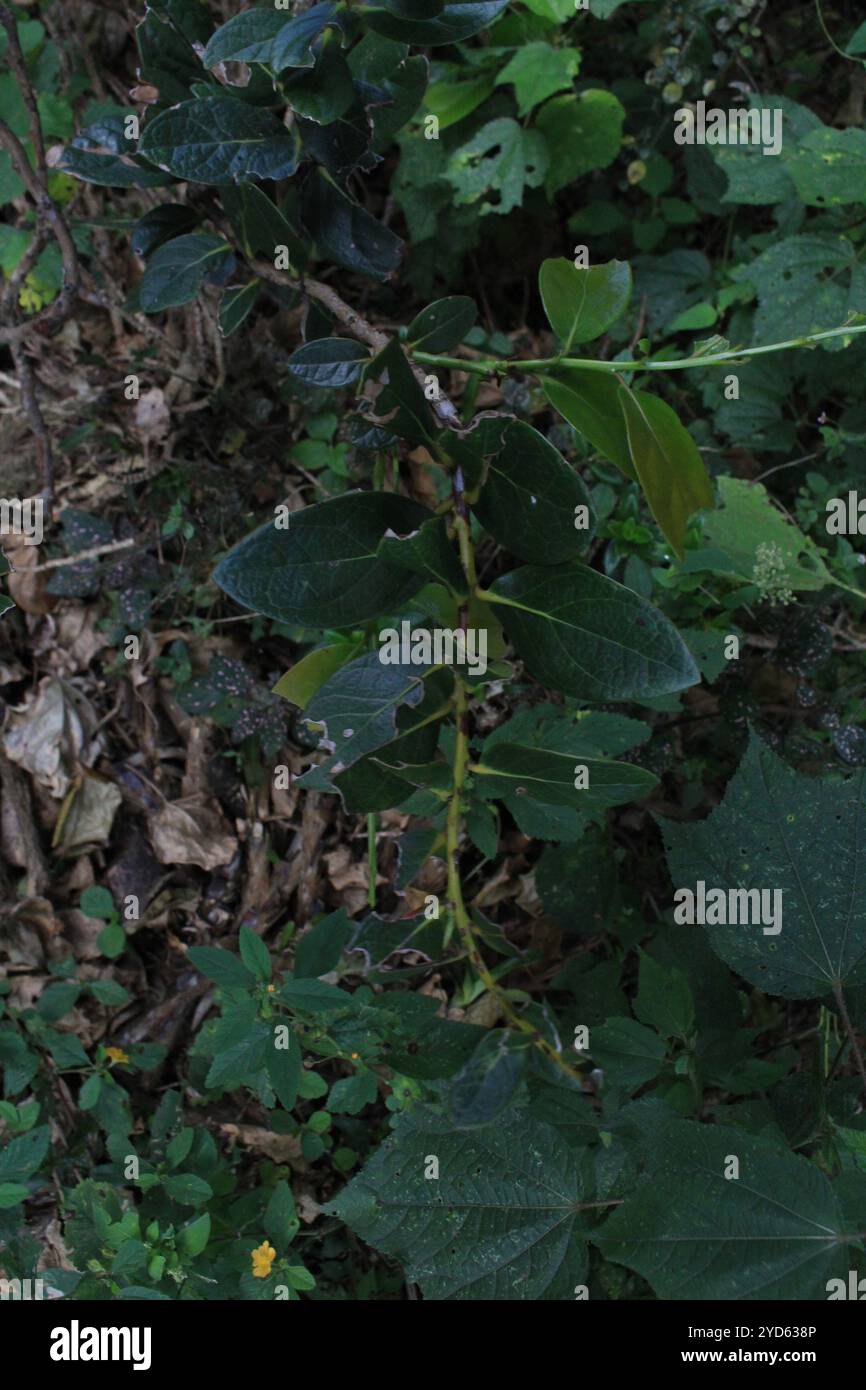 tropical blueberry (Macleania rupestris Stock Photo - Alamy