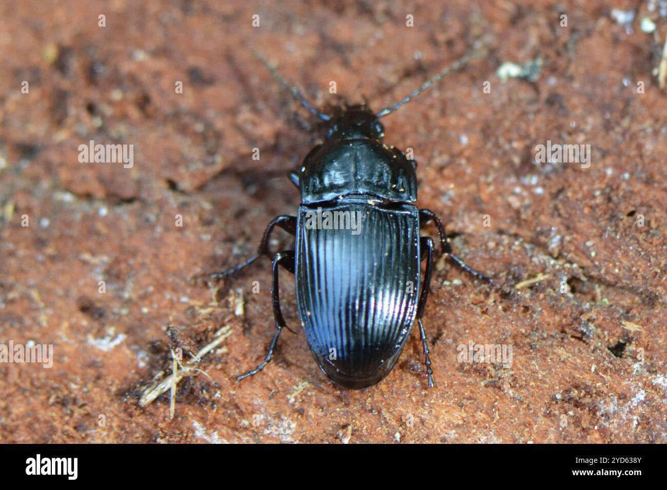 Abax ovalis hi-res stock photography and images - Alamy
