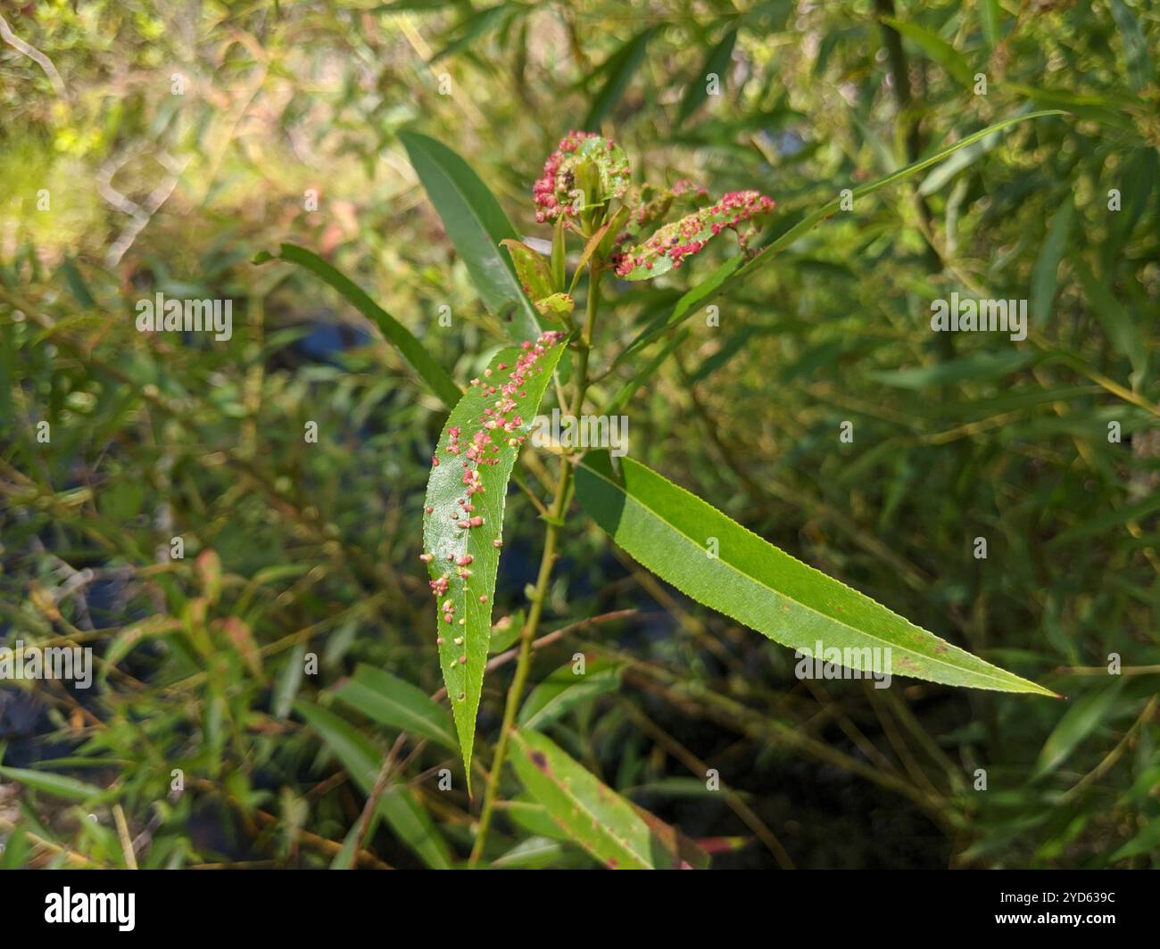 Aculus tetanothrix hi-res stock photography and images - Alamy
