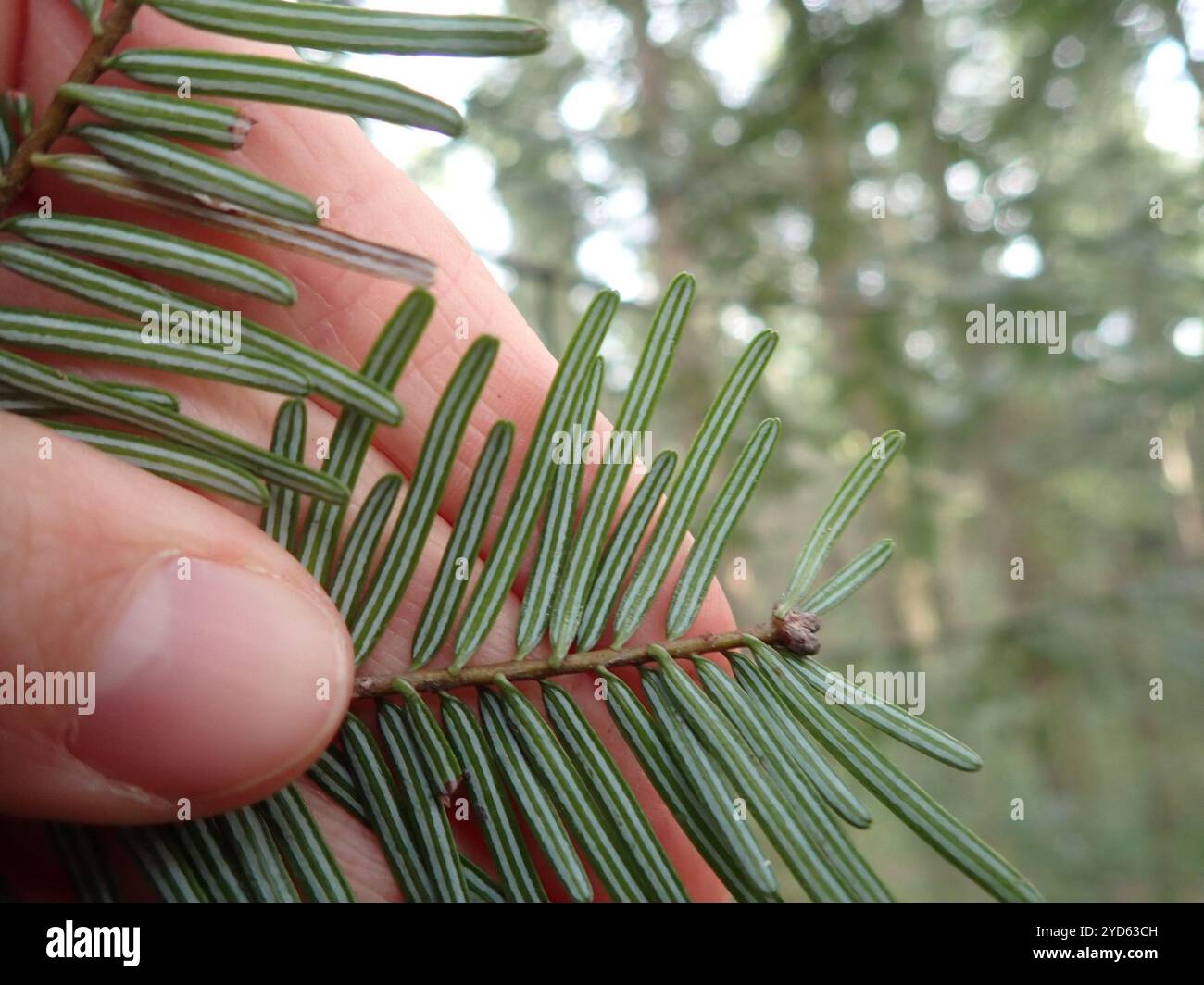 grand fir (Abies grandis Stock Photo - Alamy