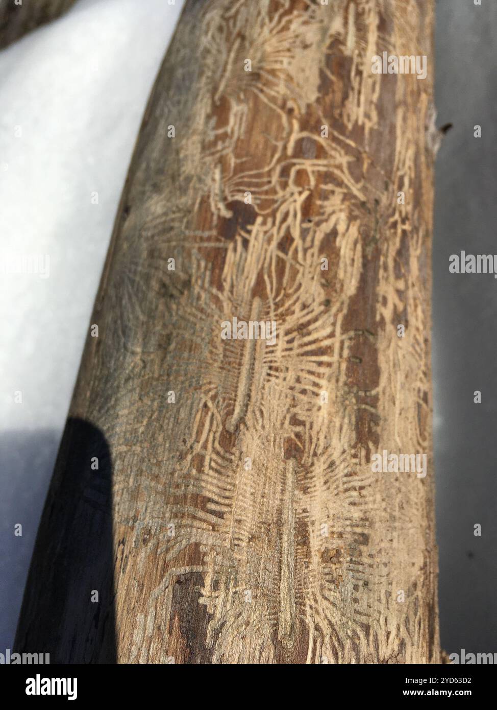 Elm Bark Beetle (Scolytus multistriatus Stock Photo - Alamy
