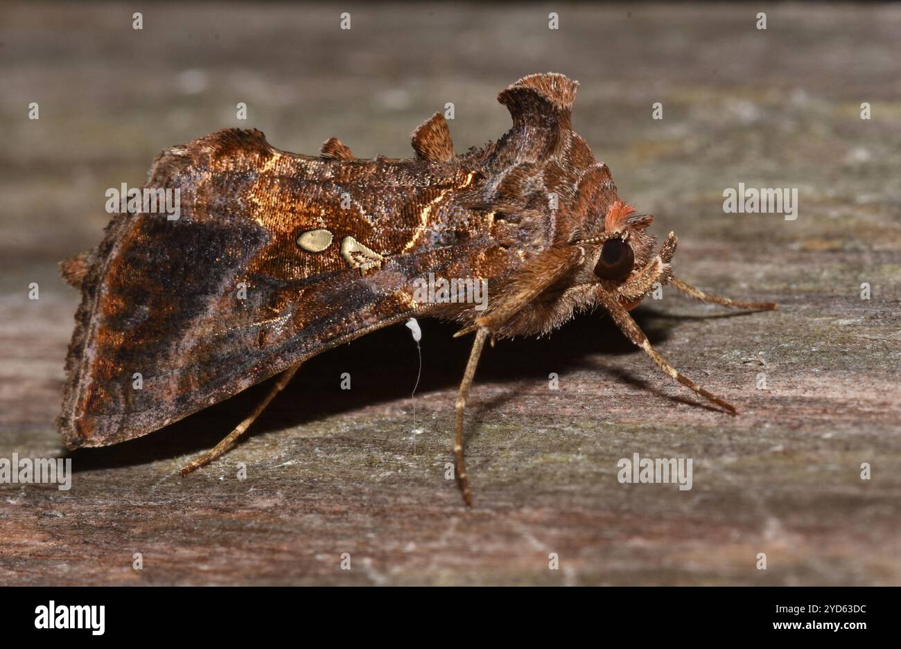 Common Looper Moth (Autographa precationis Stock Photo - Alamy
