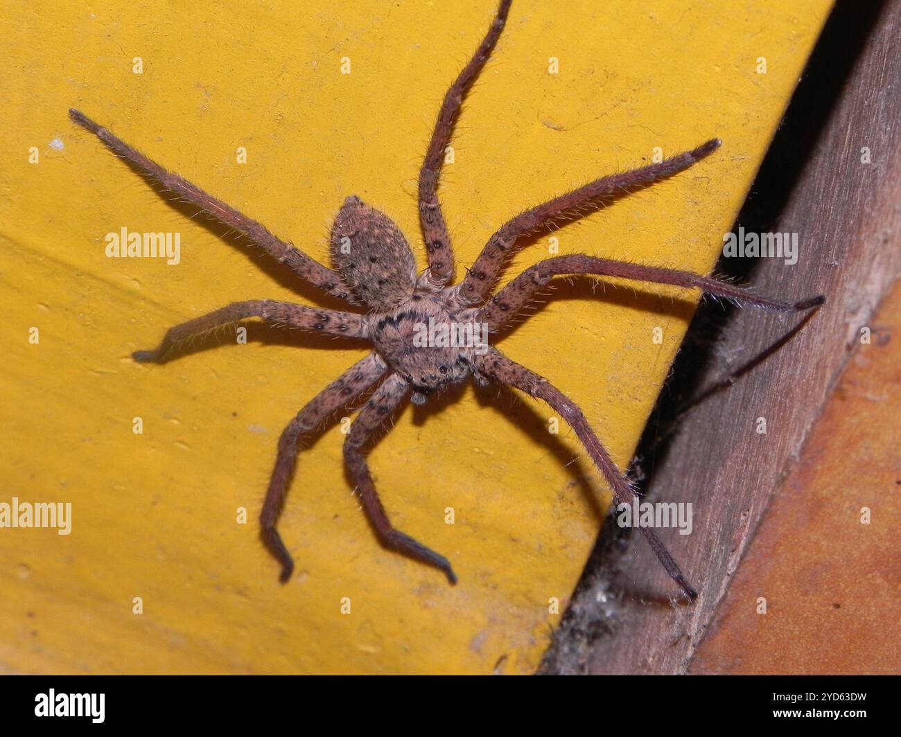 Giant Huntsman Spiders (Heteropoda Stock Photo - Alamy