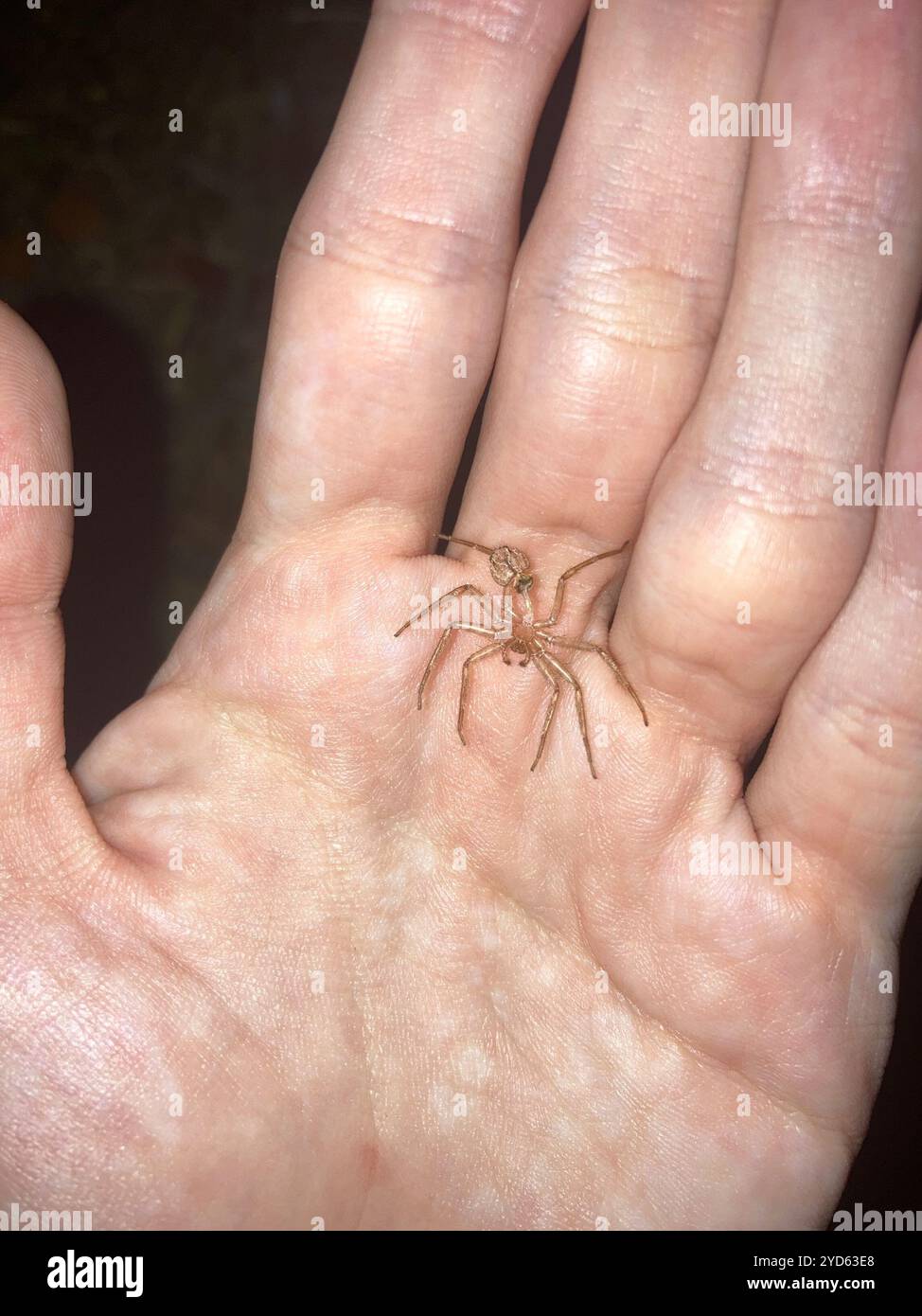 Crescent-eyed Spiders (Selenops Stock Photo - Alamy