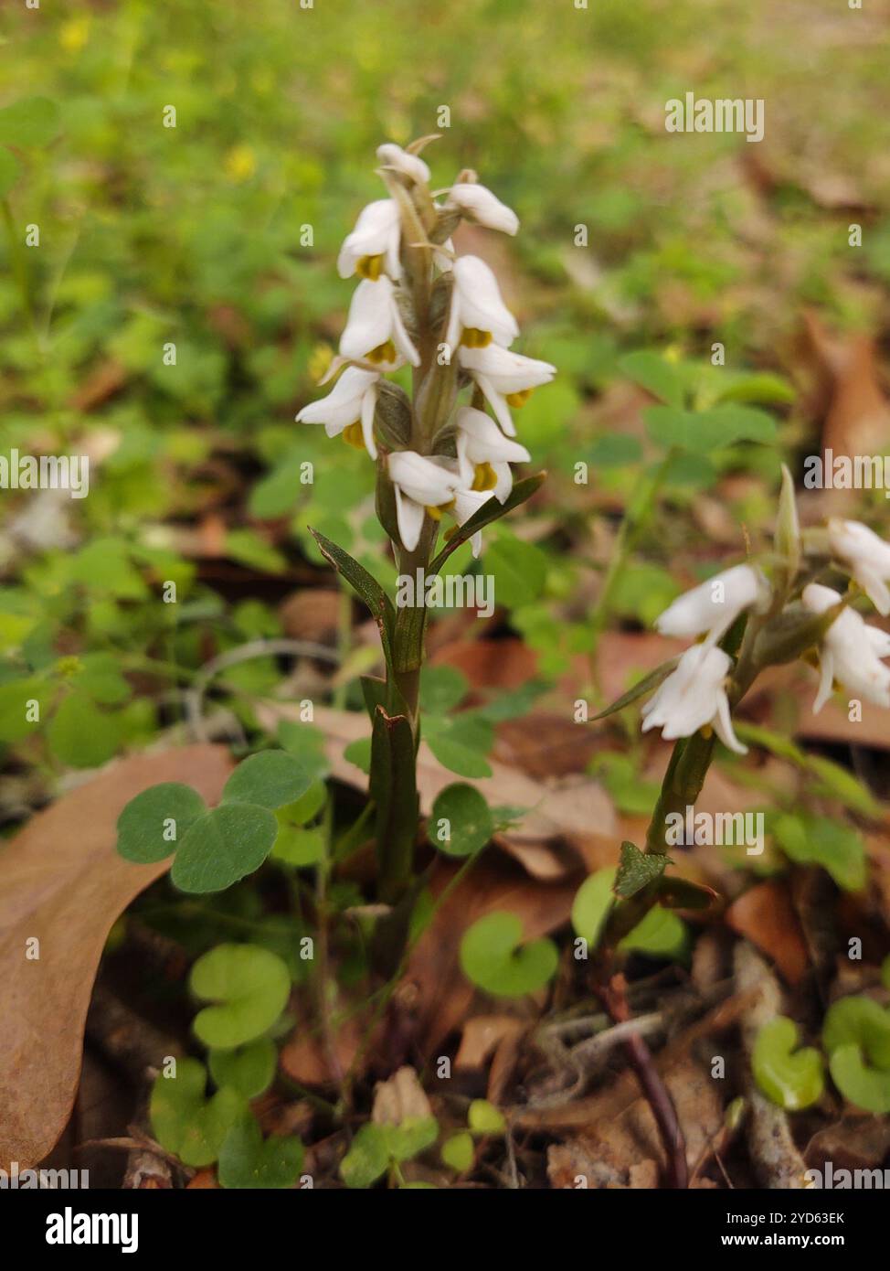 centipede grass orchid (Zeuxine strateumatica Stock Photo - Alamy