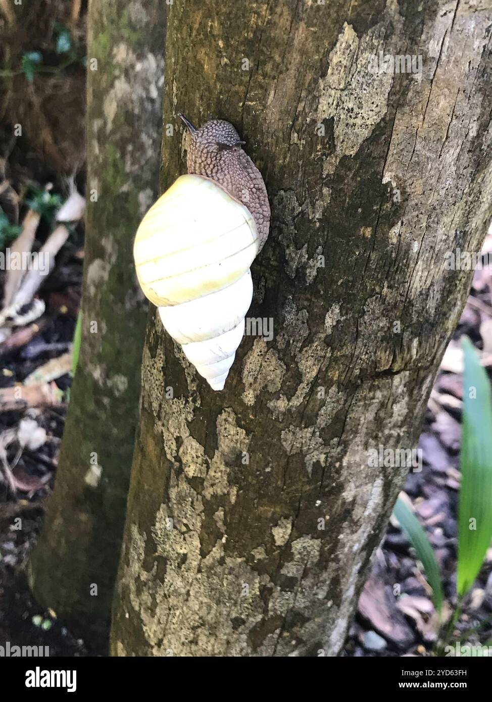 Florida Tree Snail (Liguus fasciatus Stock Photo - Alamy