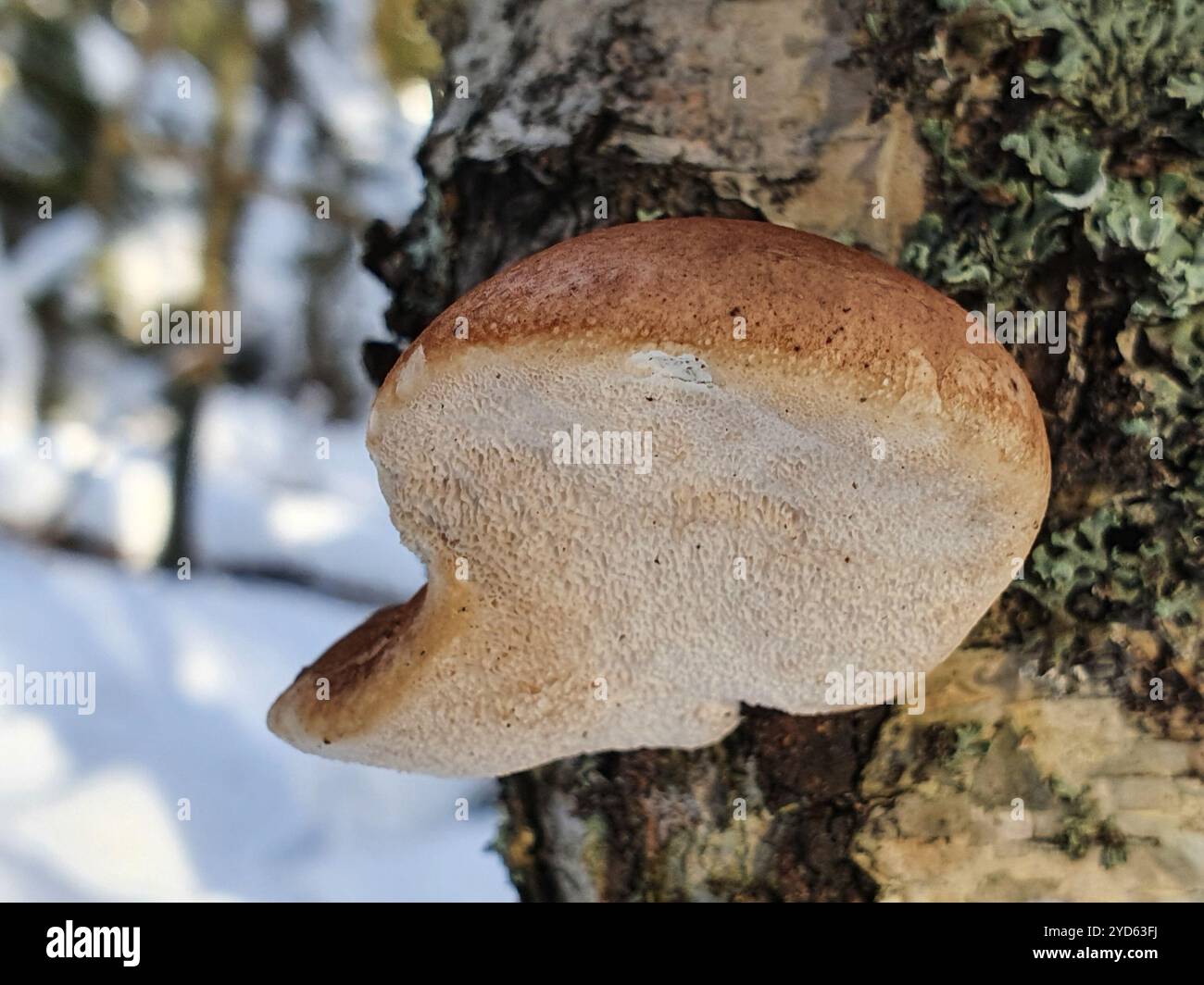 birch polypore (Fomitopsis betulina Stock Photo - Alamy