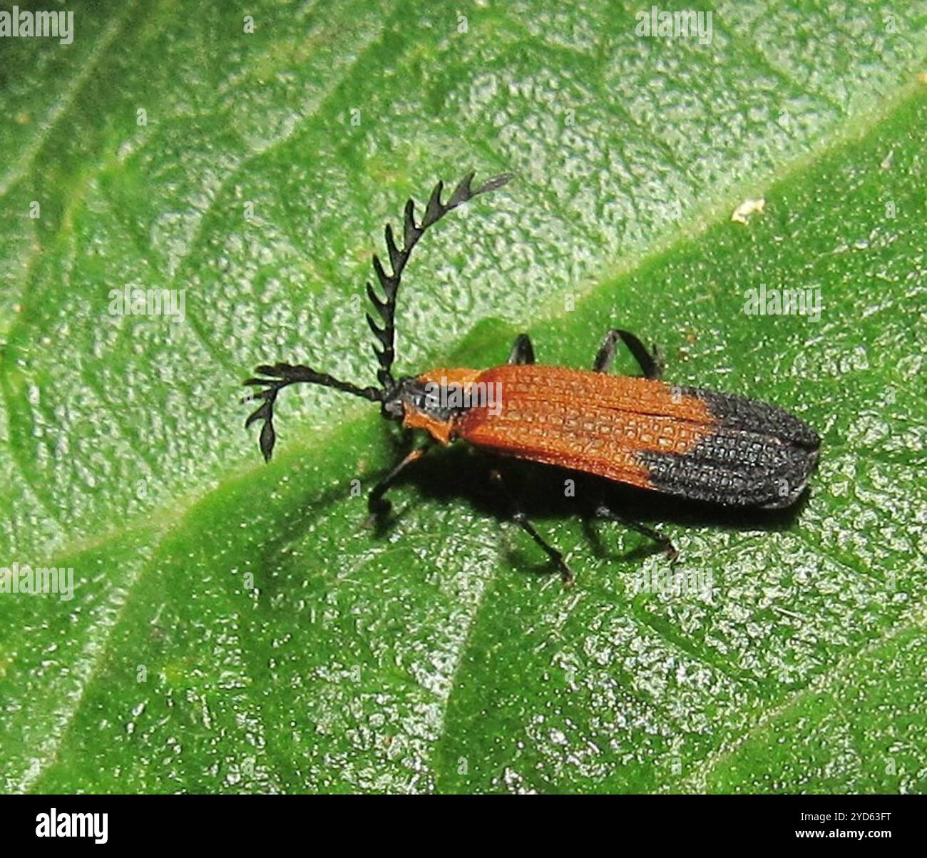 Net-winged Beetles (Lycidae Stock Photo - Alamy