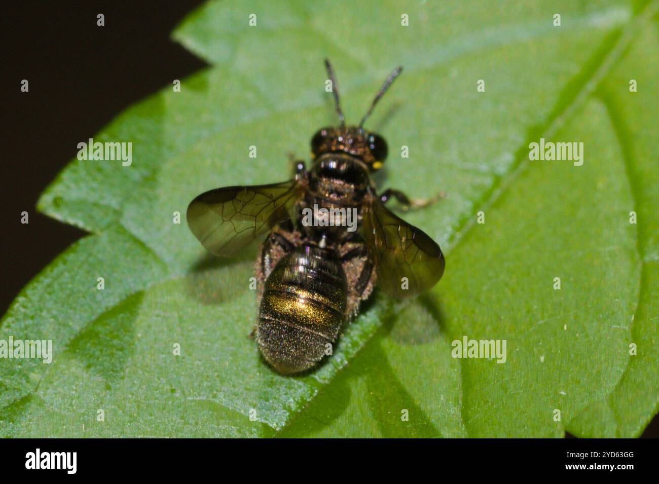 Small Carpenter Bees (Ceratina Stock Photo - Alamy