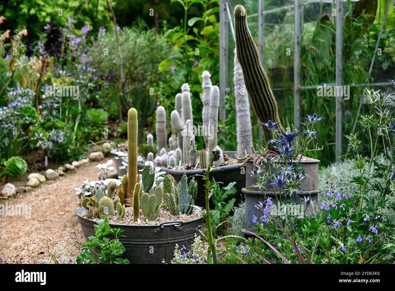 unusual cactus display,unusual planting scheme,cactus,cacti,succulents ...