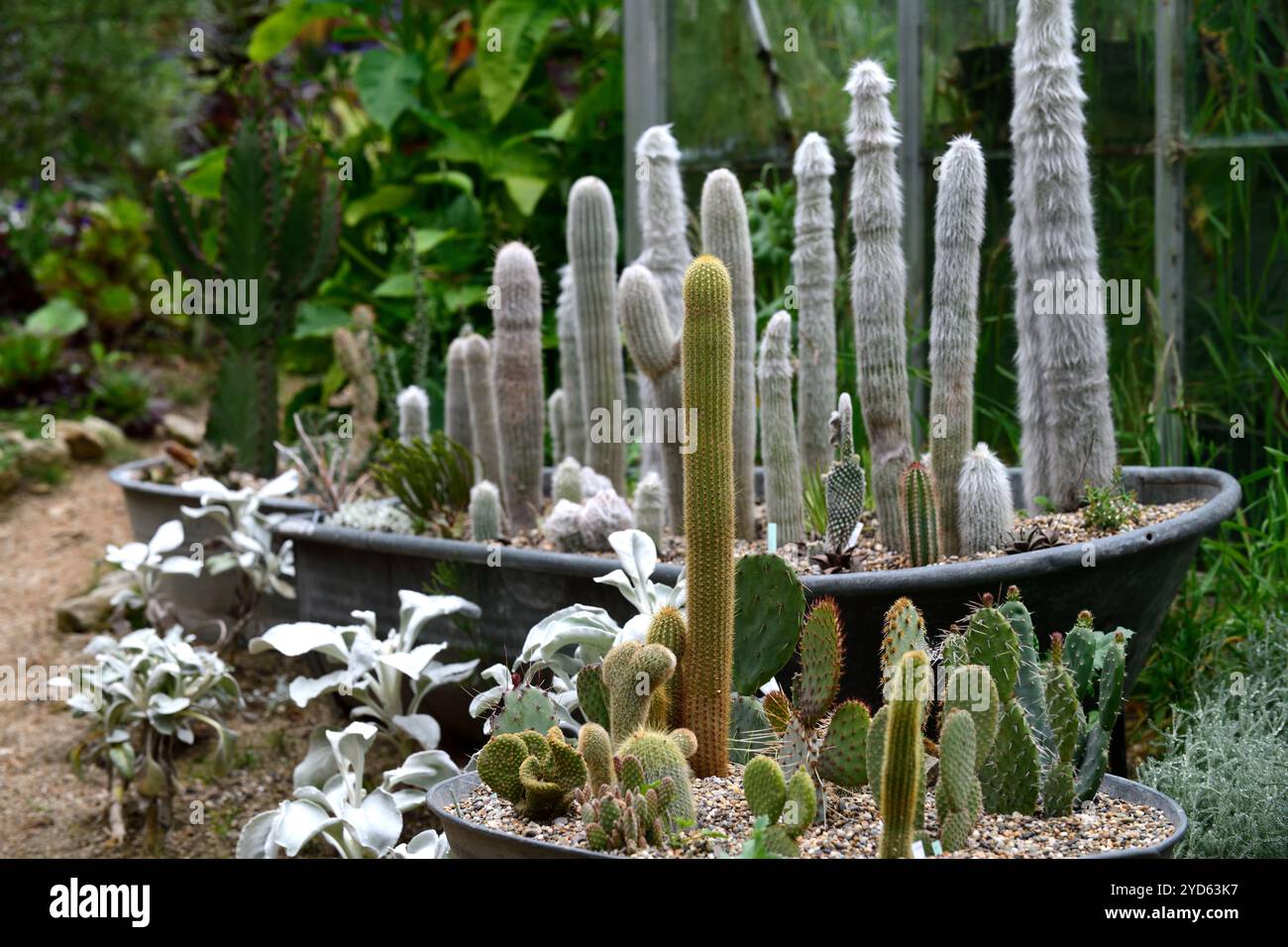 unusual cactus display,unusual planting scheme,cactus,cacti,succulents ...