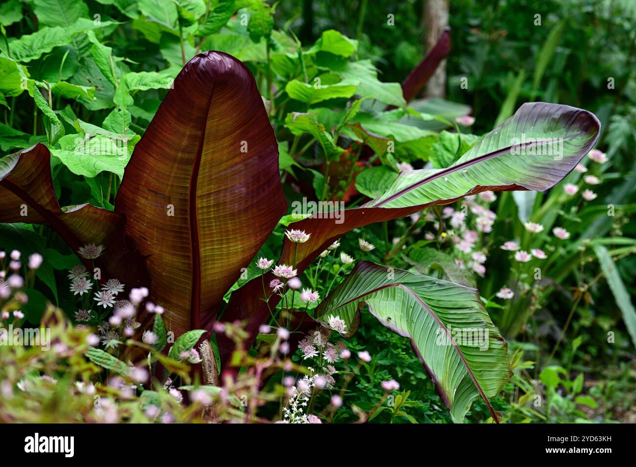 leaves,foliage,Ensete ventricosum Maurelii,Ethiopian banana,Abyssinian ...