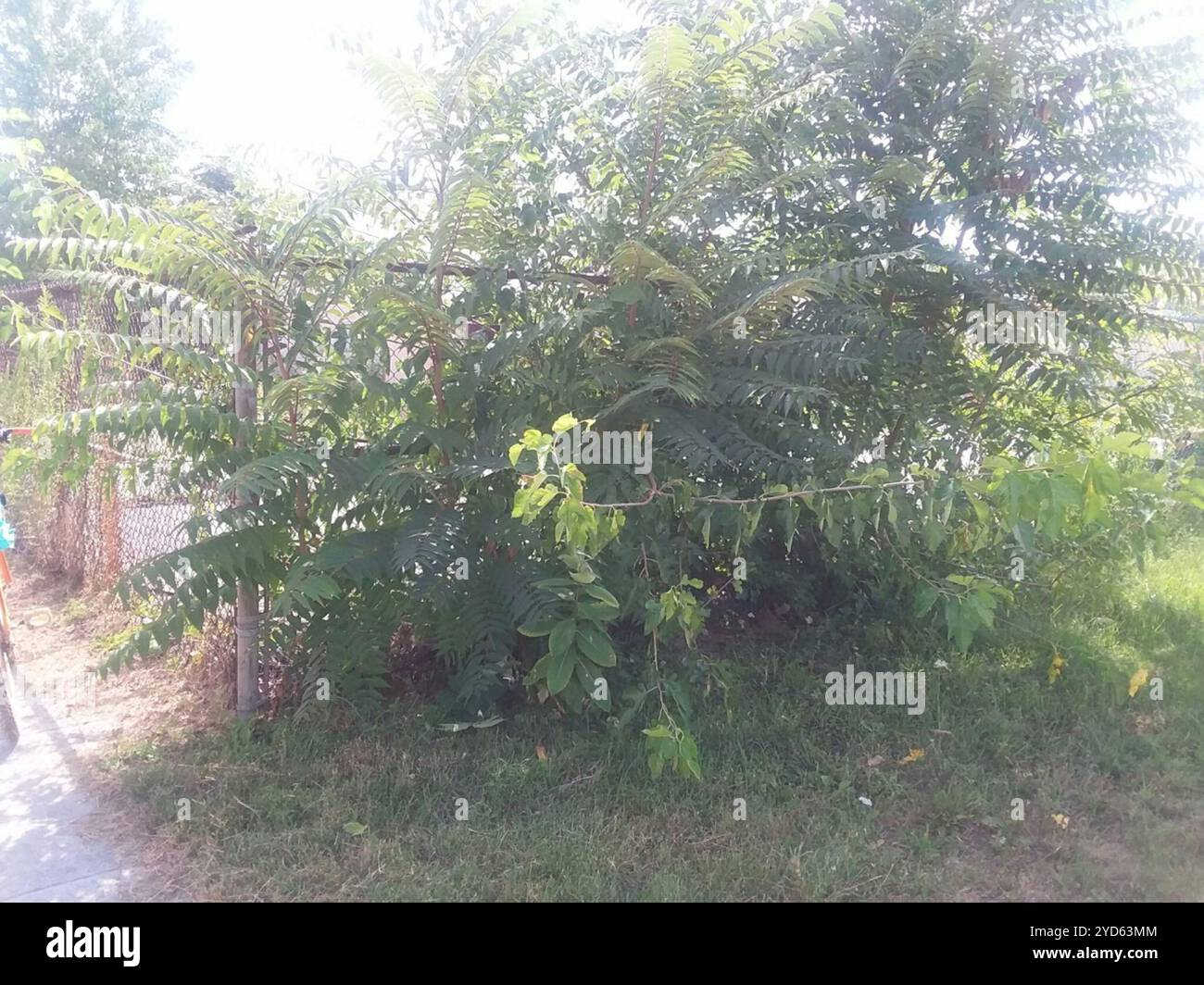 tree-of-heaven (Ailanthus altissima Stock Photo - Alamy