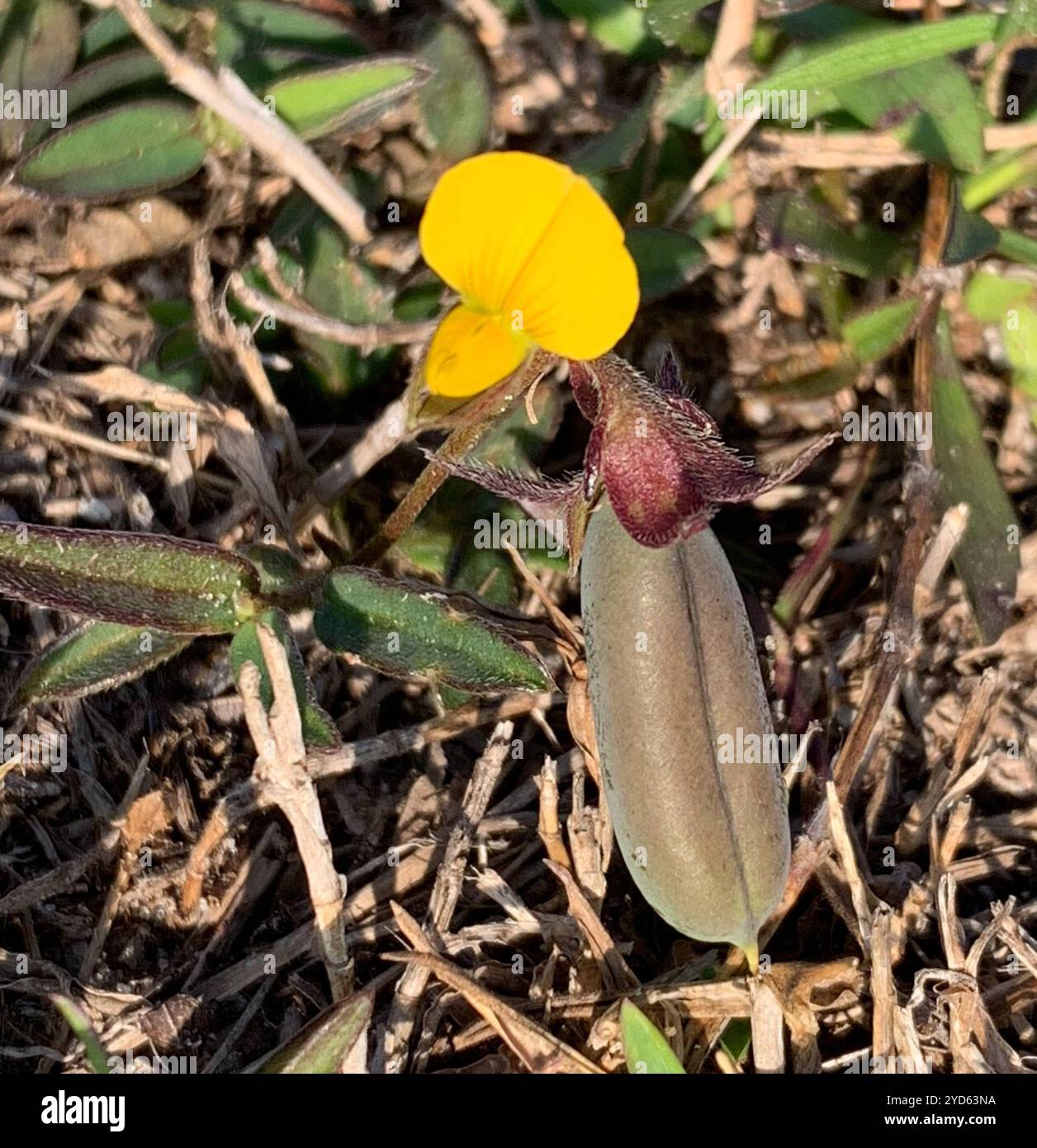 Rabbitbells (Crotalaria rotundifolia Stock Photo - Alamy