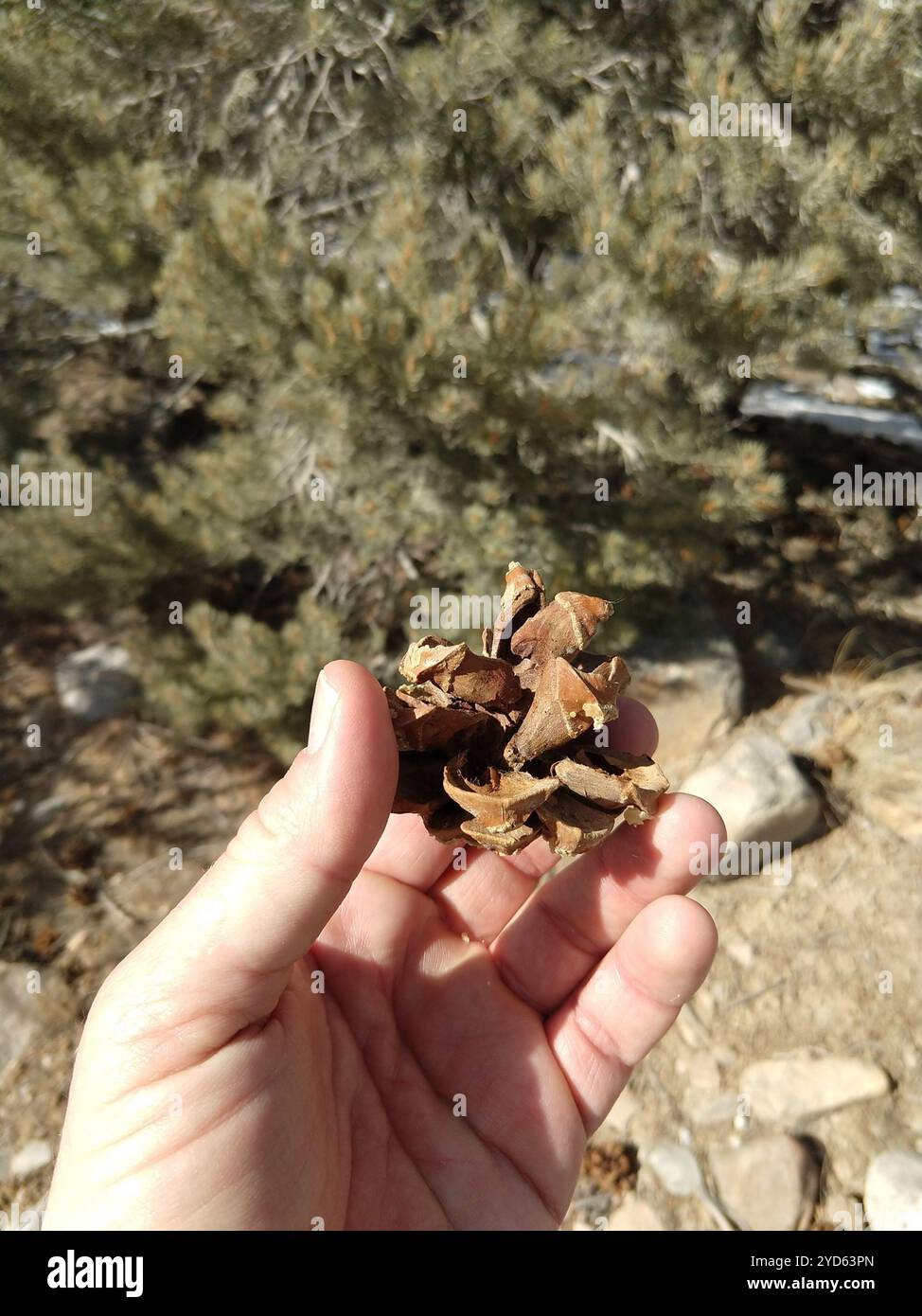 singleleaf pinyon (Pinus monophylla Stock Photo - Alamy