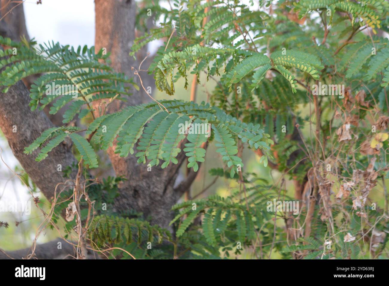 Yellow Flame Tree (Peltophorum pterocarpum Stock Photo - Alamy