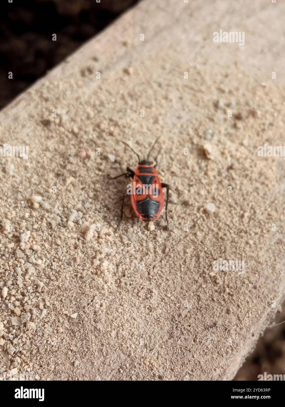 European Firebug (Pyrrhocoris apterus Stock Photo - Alamy