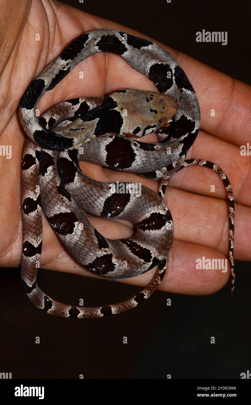 Blandings Tree Snake (Toxicodryas blandingii Stock Photo - Alamy