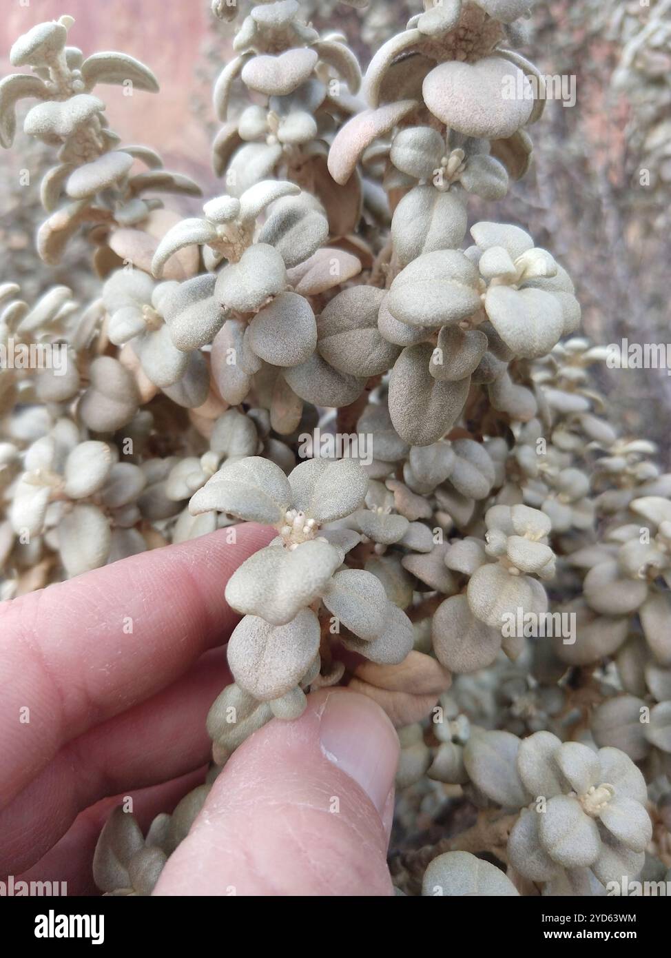 Roundleaf buffaloberry (Shepherdia rotundifolia Stock Photo - Alamy