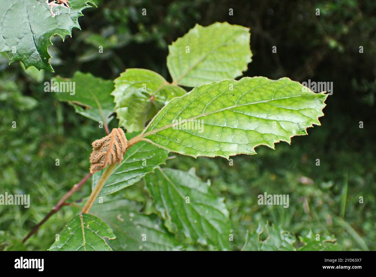 Assegai tree hi-res stock photography and images - Alamy