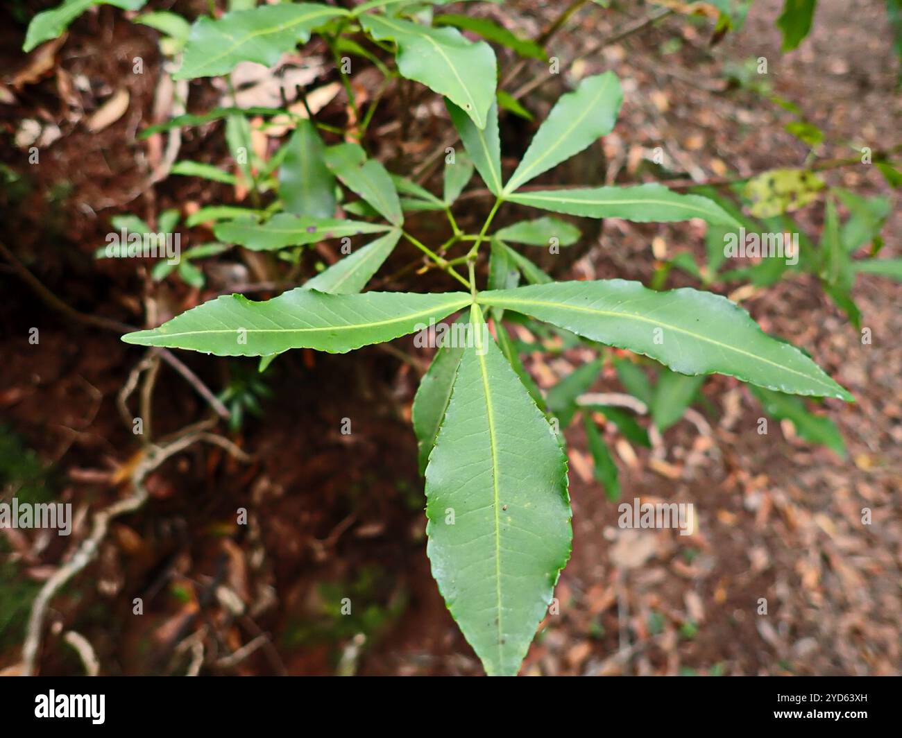 Trifoliatus hi-res stock photography and images - Alamy
