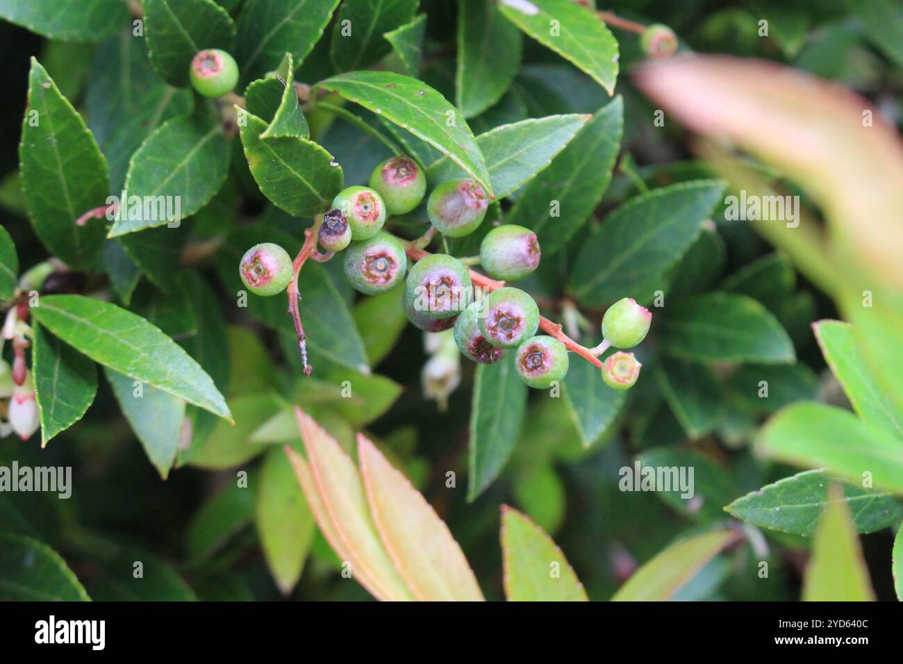 Costa Rican blueberry (Vaccinium consanguineum Stock Photo - Alamy