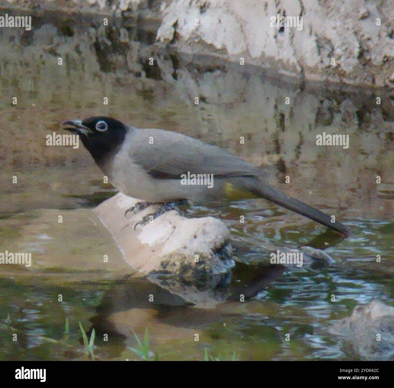 White-spectacled Bulbul (Pycnonotus xanthopygos Stock Photo - Alamy