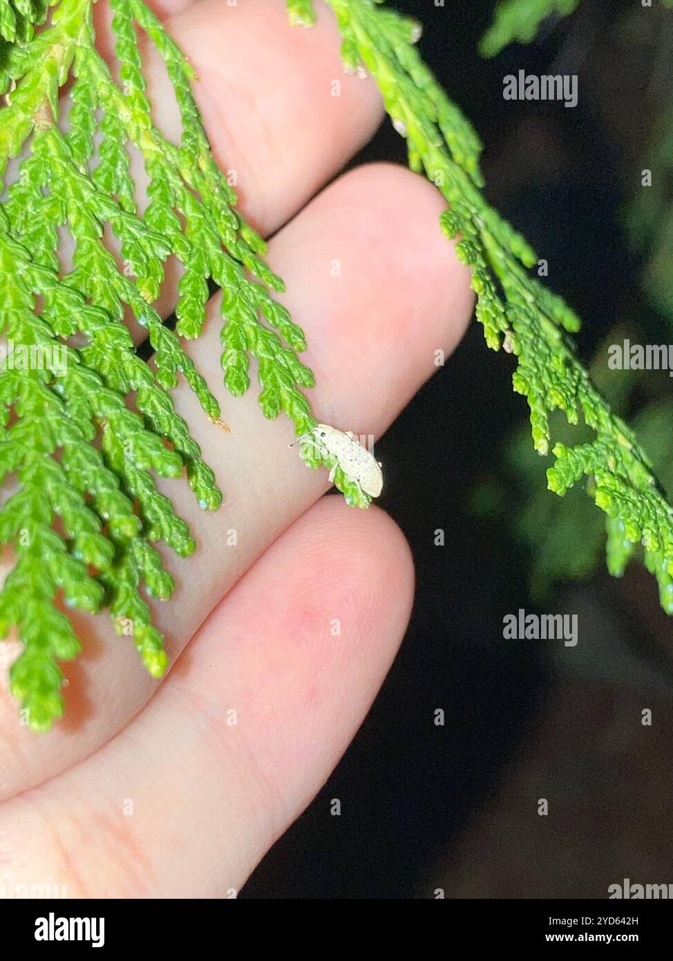 Little Leaf Notcher (Artipus floridanus Stock Photo - Alamy