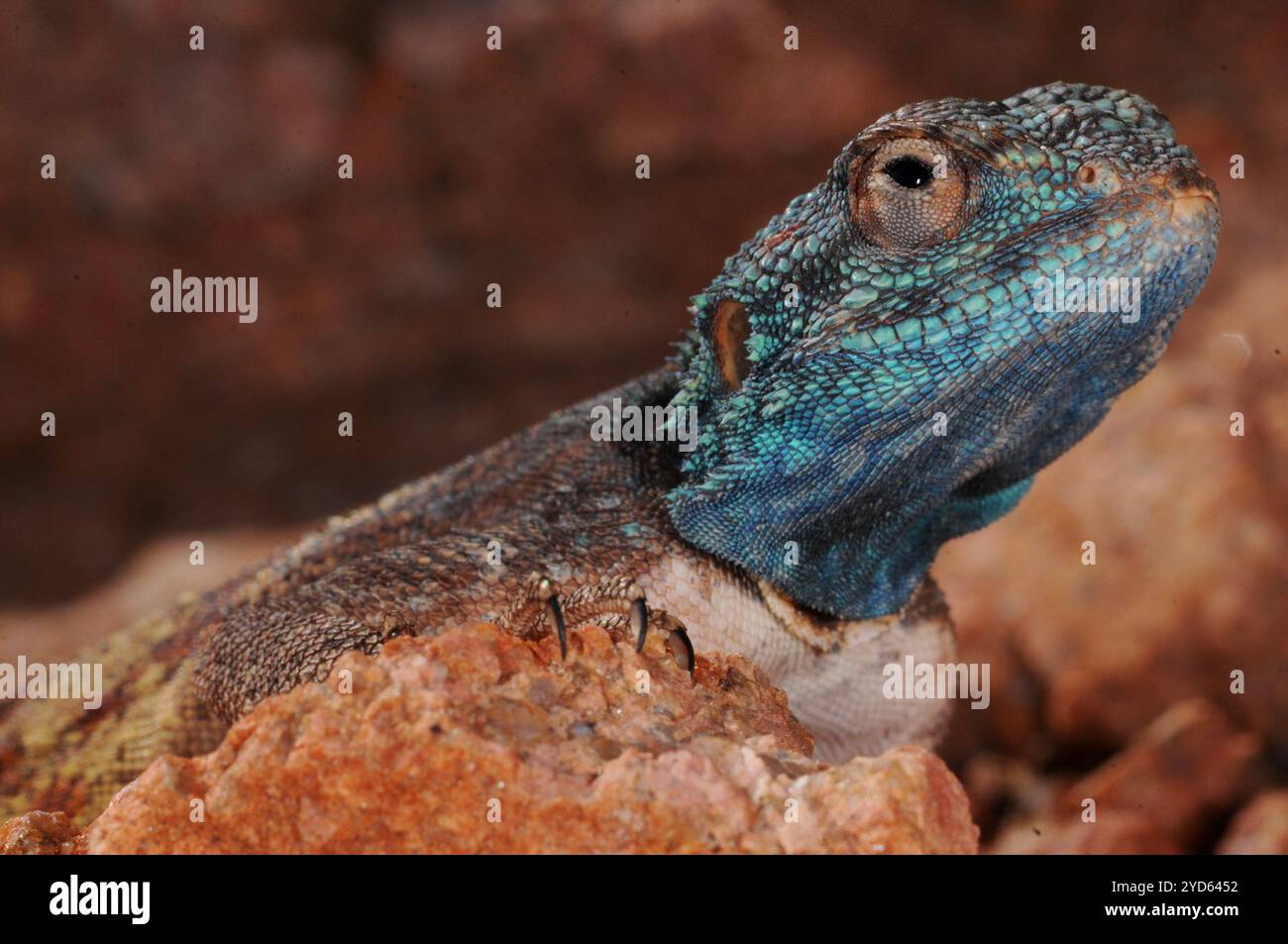 Southern Rock Agama (Agama atra Stock Photo - Alamy