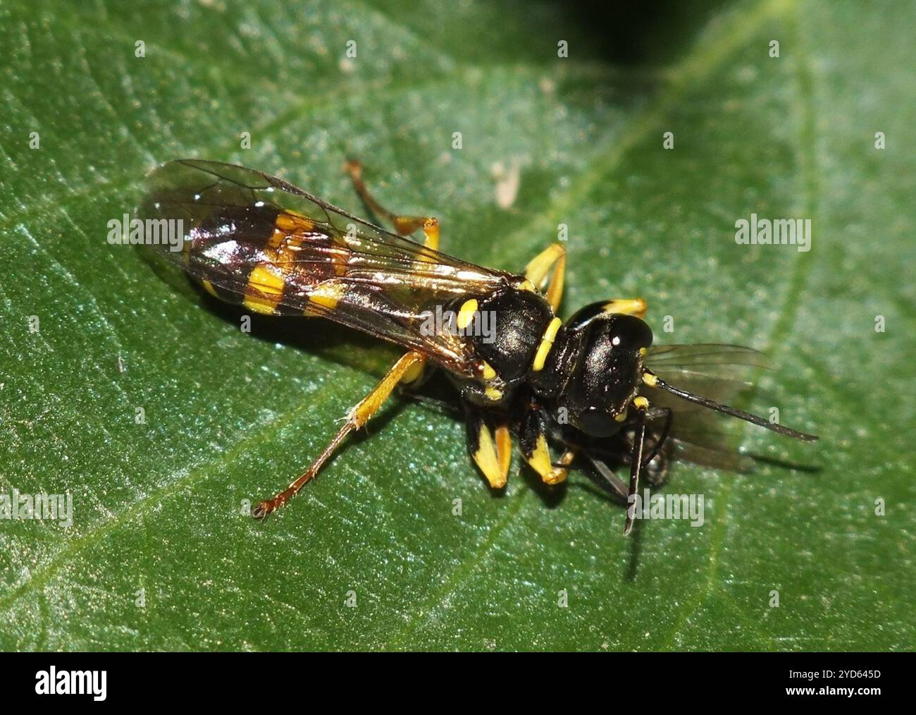 Field digger wasp (Mellinus arvensis Stock Photo - Alamy