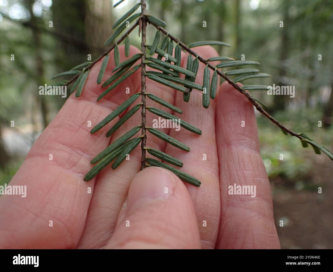 grand fir (Abies grandis Stock Photo - Alamy
