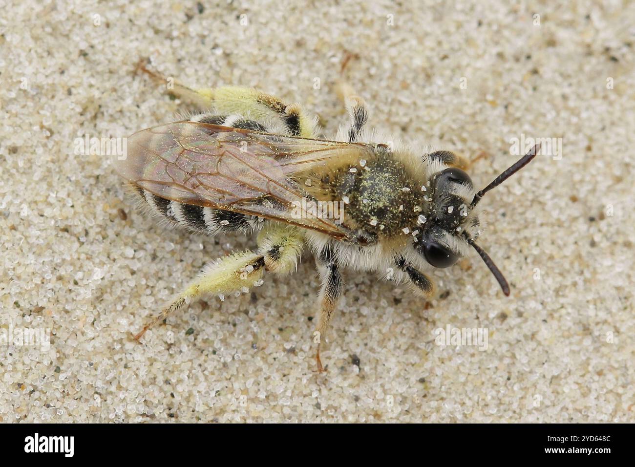 Mining Bees (Andrena Stock Photo - Alamy