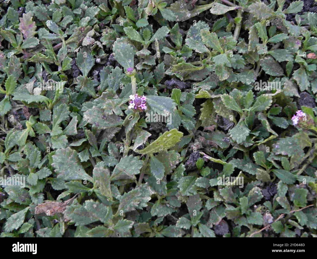 turkey tangle frogfruit (Phyla nodiflora Stock Photo - Alamy