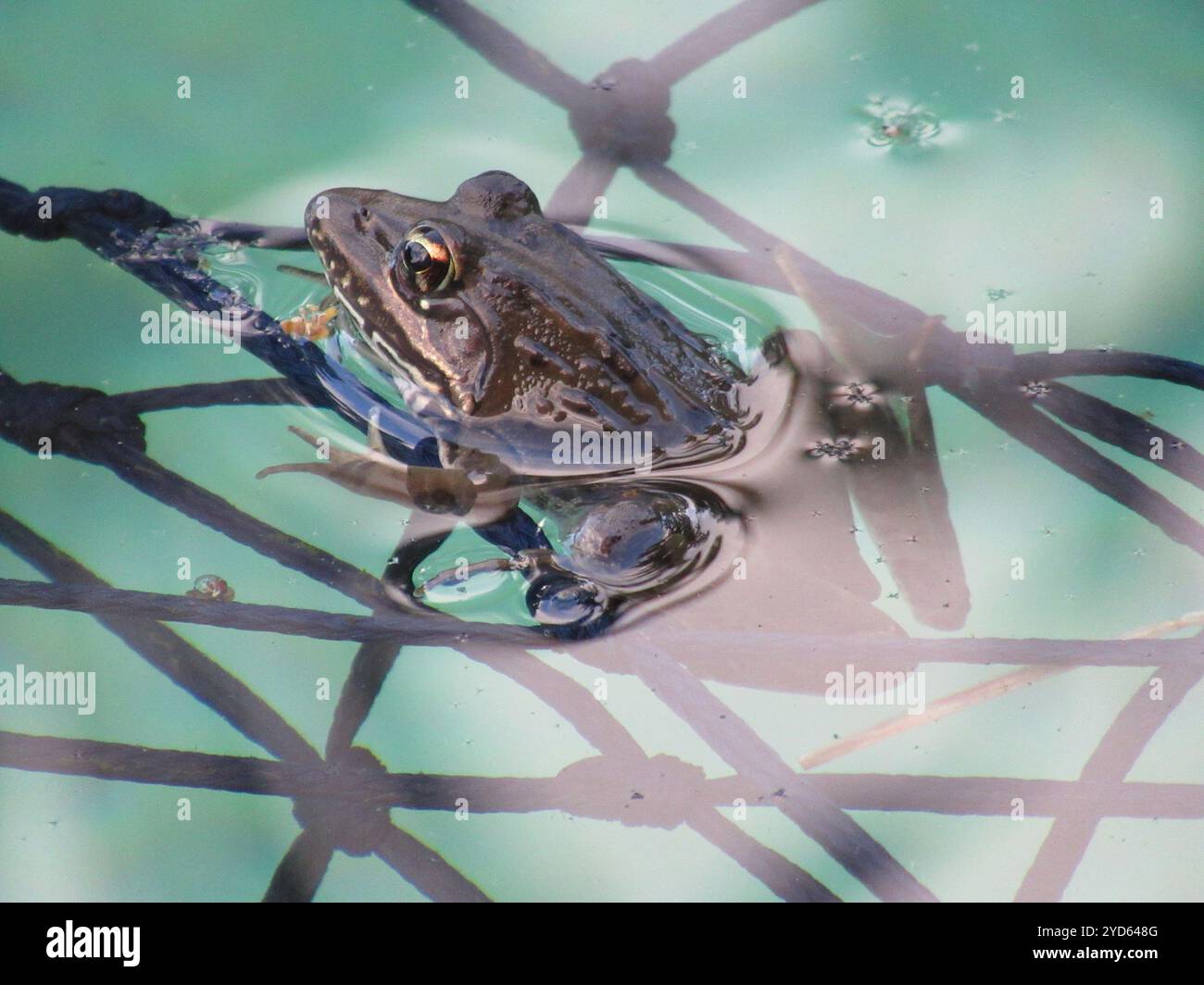 Common River Frog (Amietia delalandii Stock Photo - Alamy