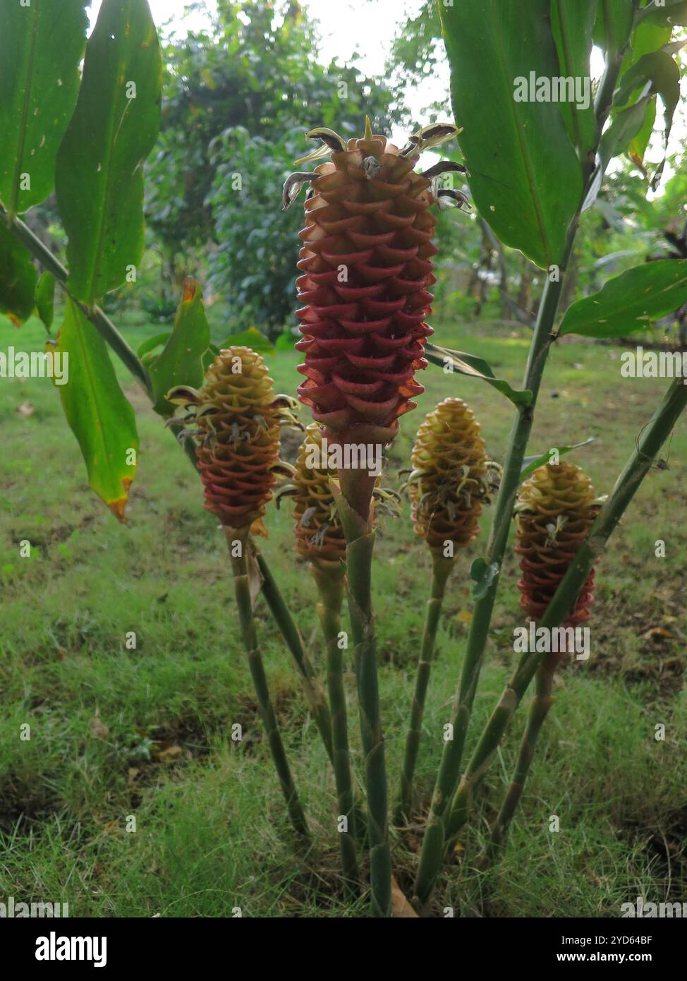 beehive ginger (Zingiber spectabile Stock Photo - Alamy
