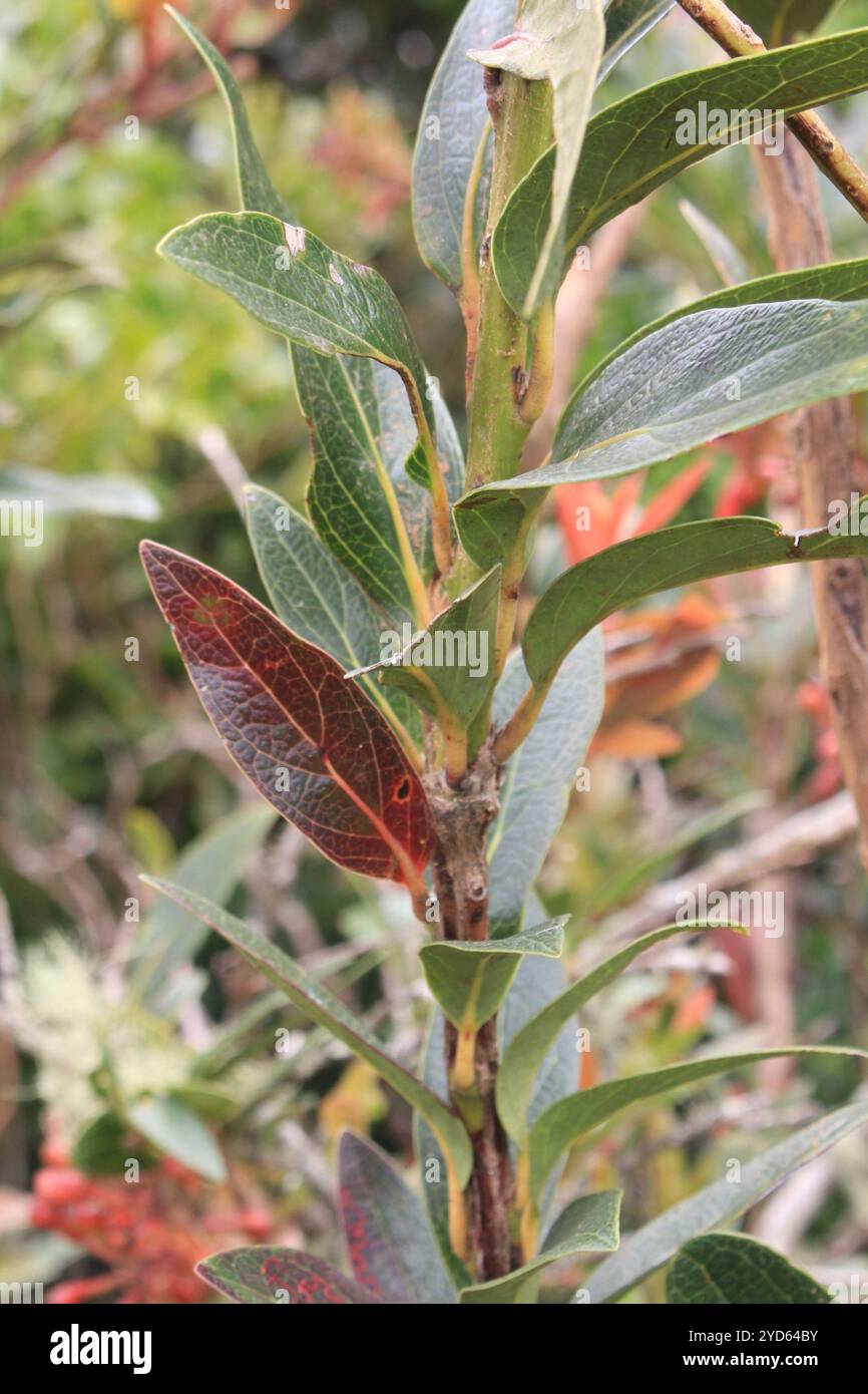 tropical blueberry (Macleania rupestris Stock Photo - Alamy