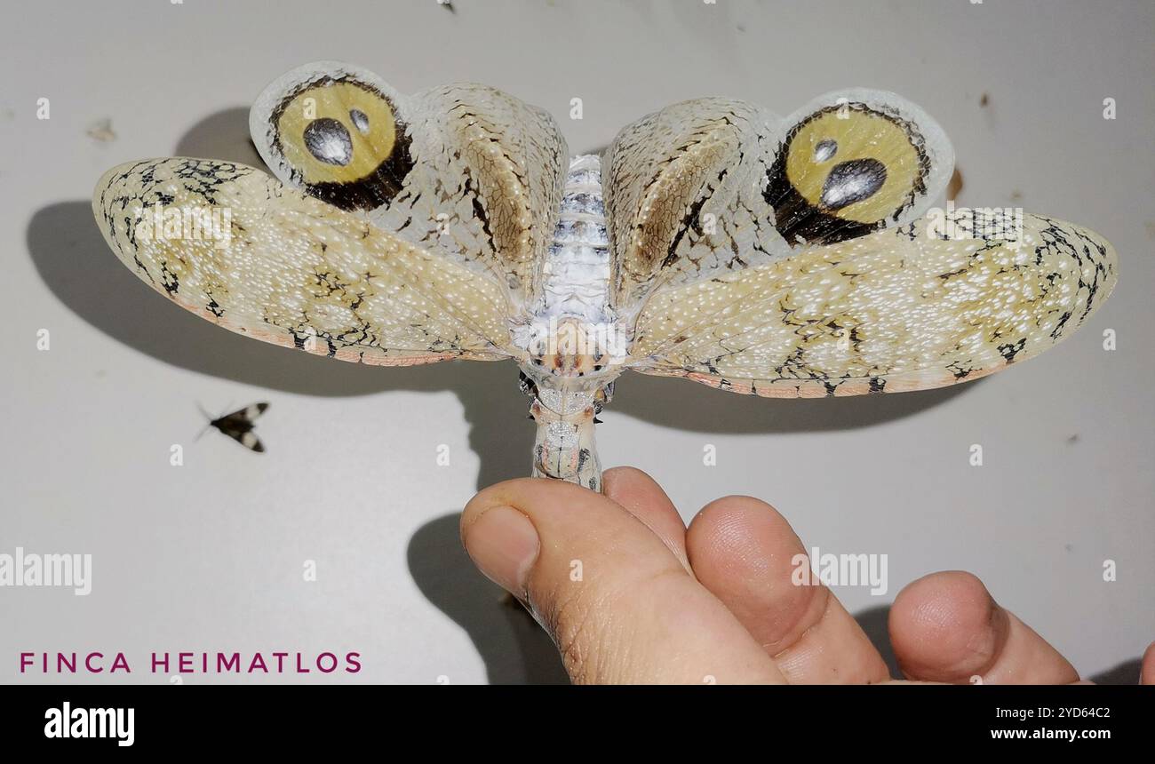 Peanut-headed Lanternfly (Fulgora laternaria Stock Photo - Alamy