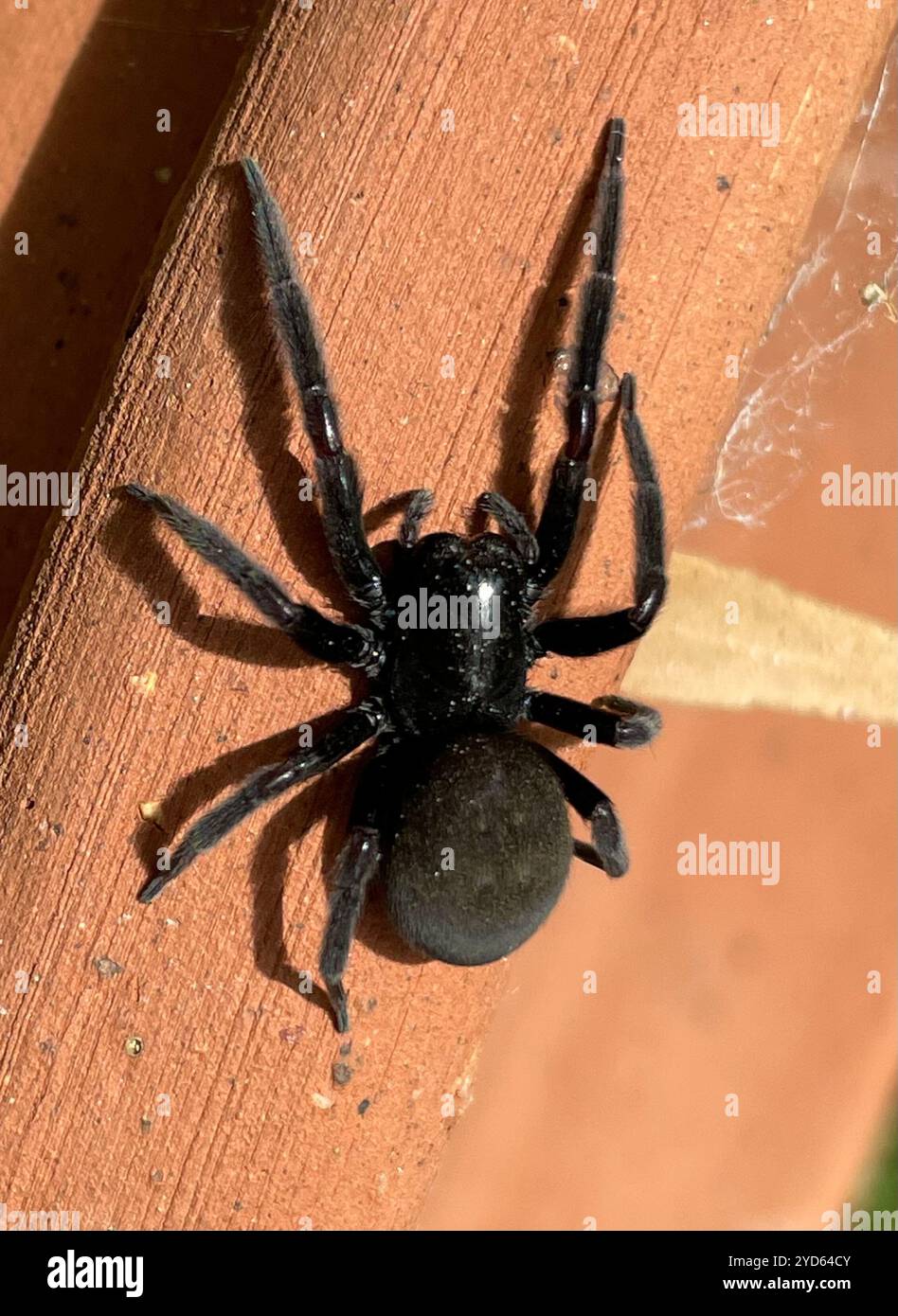 Black House Spider (Badumna insignis Stock Photo - Alamy