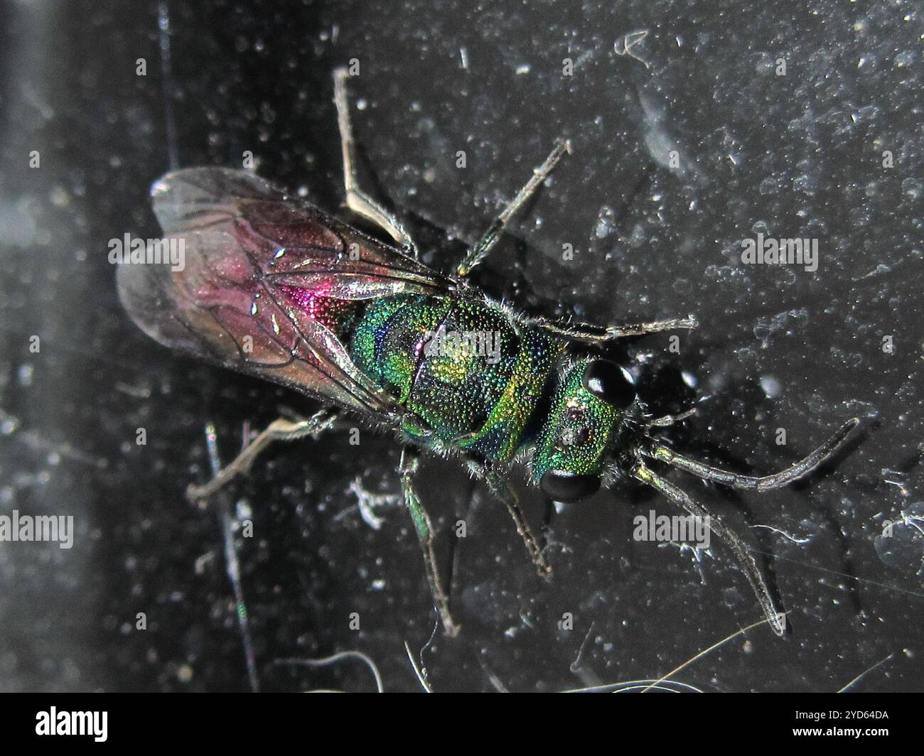 Ruby-tailed Cuckoo Wasps (Chrysis ignita Stock Photo - Alamy