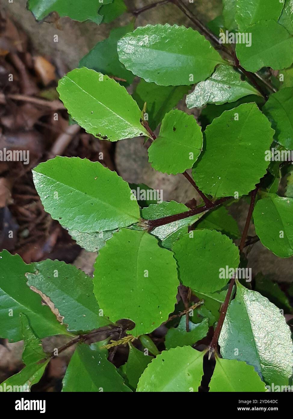 Pukatea (Laurelia novae-zelandiae Stock Photo - Alamy