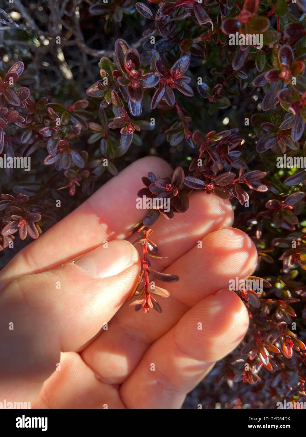 sand myrtle (Kalmia buxifolia Stock Photo - Alamy