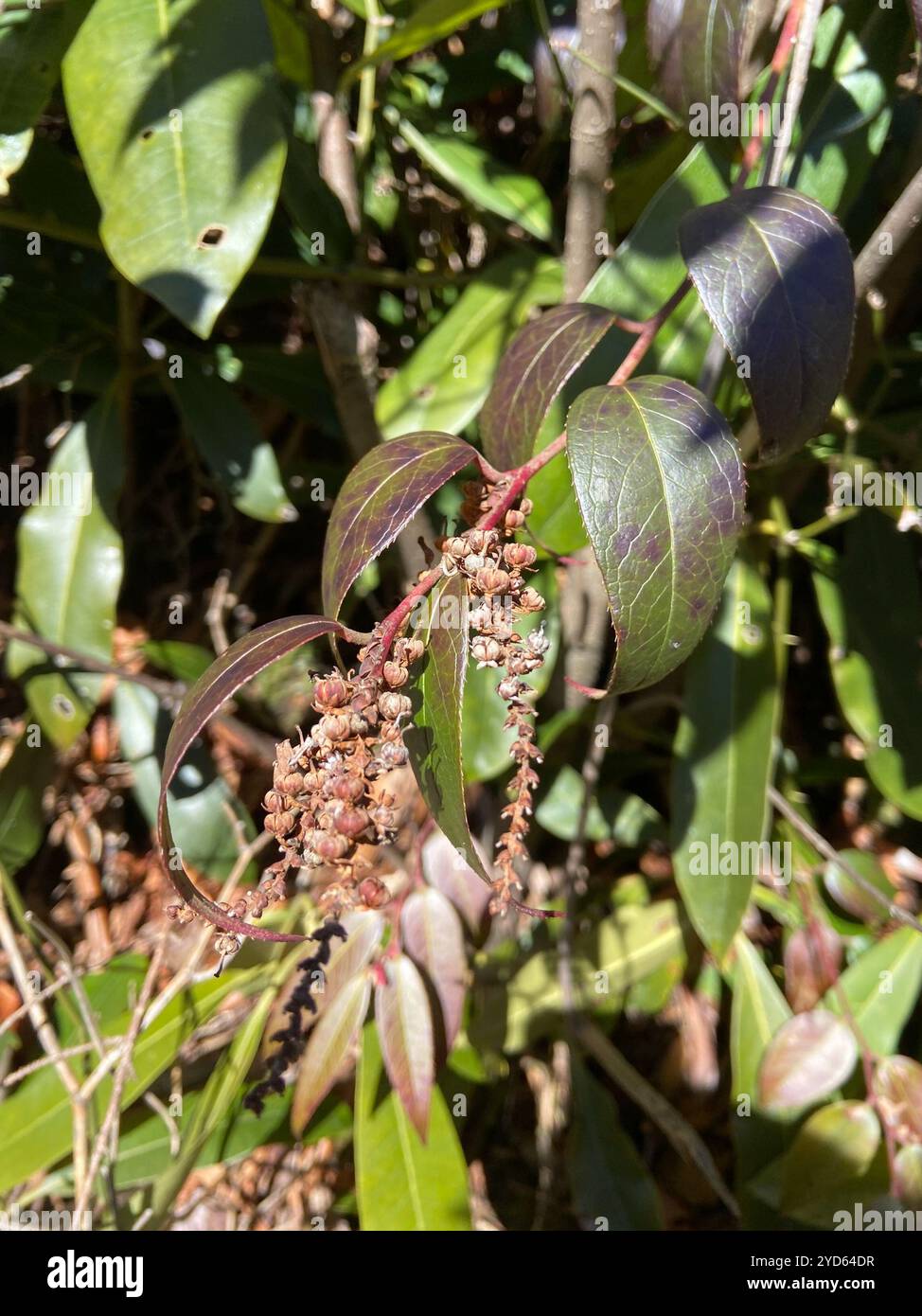 Leucothoe fontanesiana hi-res stock photography and images - Alamy
