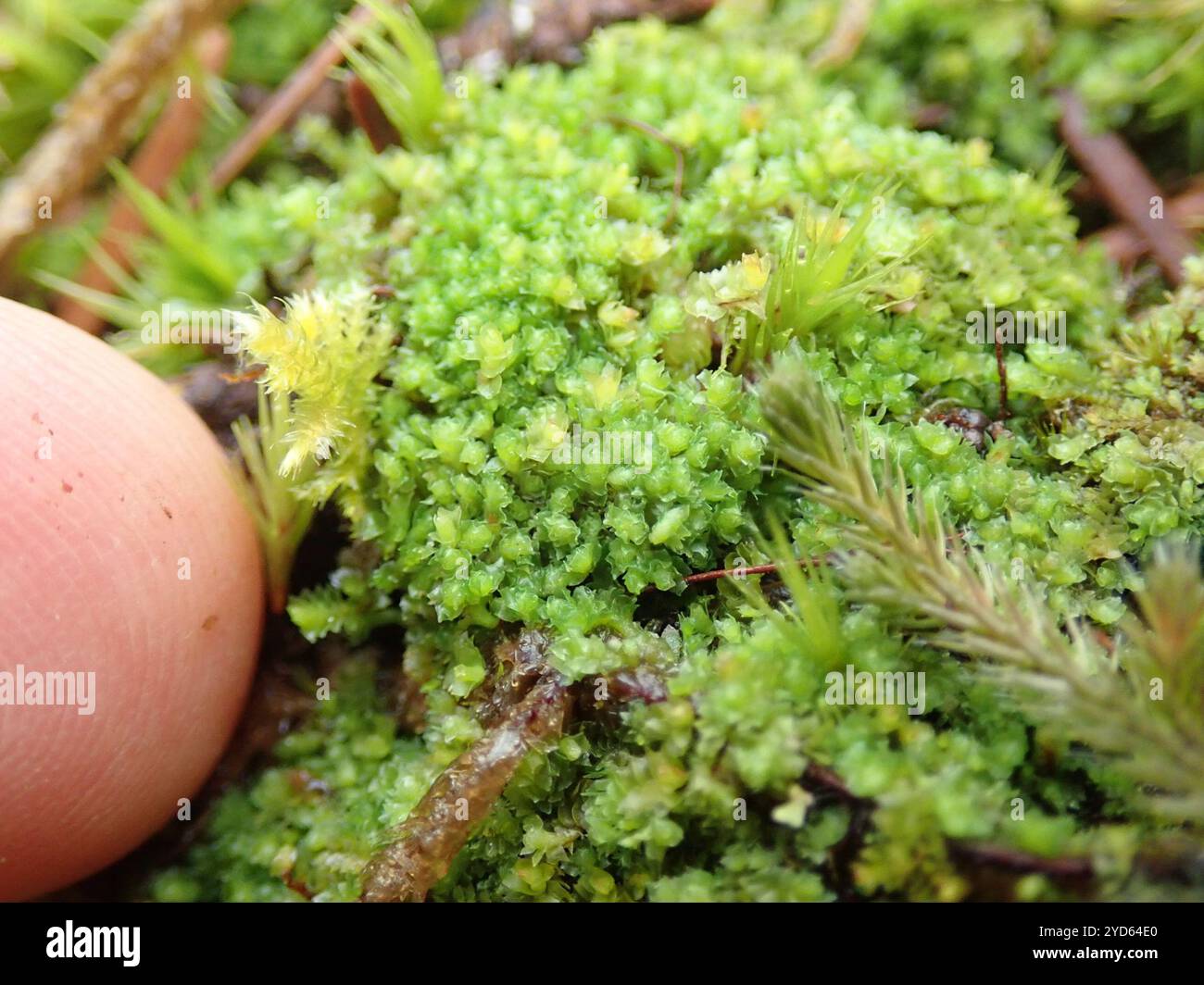 Jagged Notchwort (Schistochilopsis incisa Stock Photo - Alamy