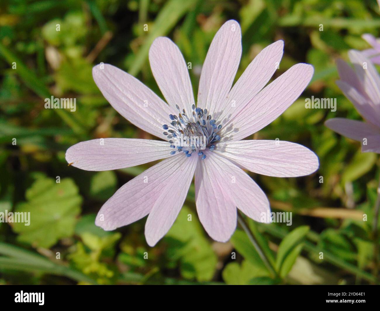 broad-leaved anemone (Anemone hortensis Stock Photo - Alamy