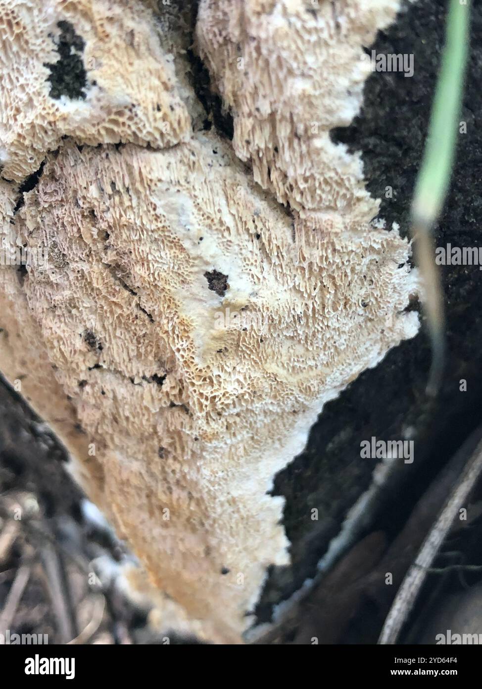 Milk-white Toothed Polypore (Irpex lacteus Stock Photo - Alamy